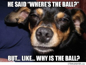 11 Stoner Dogs That Definitely Got Into Your Secret Stash - Slosh Spot